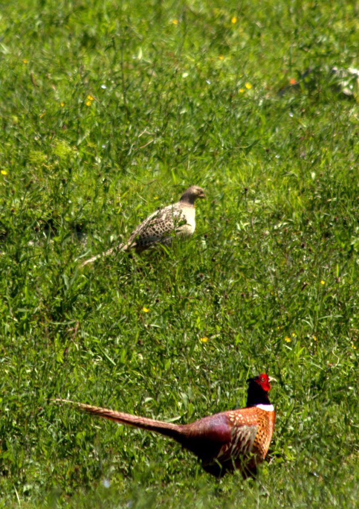 naturaleza en asturias: Faisanes en la rasa de Llanes