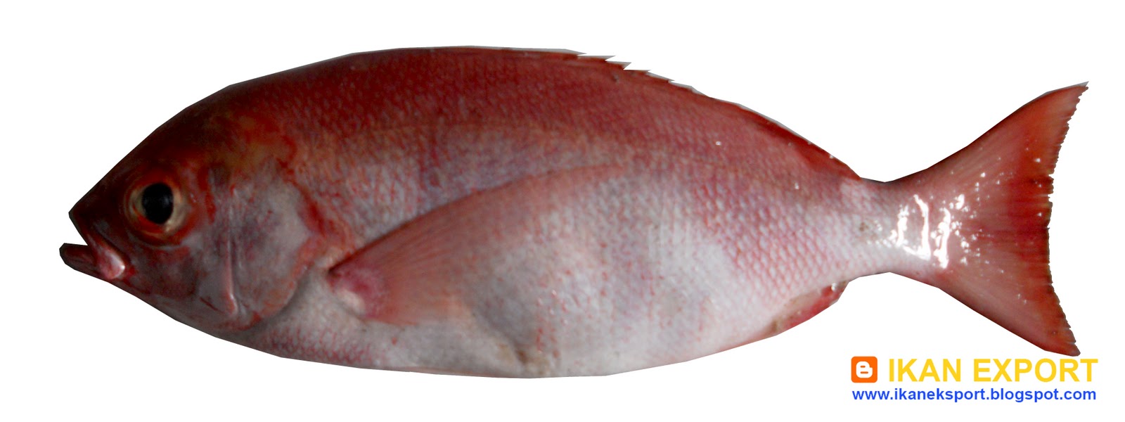 Pecinta Ikan Bakar: Kakap Merah