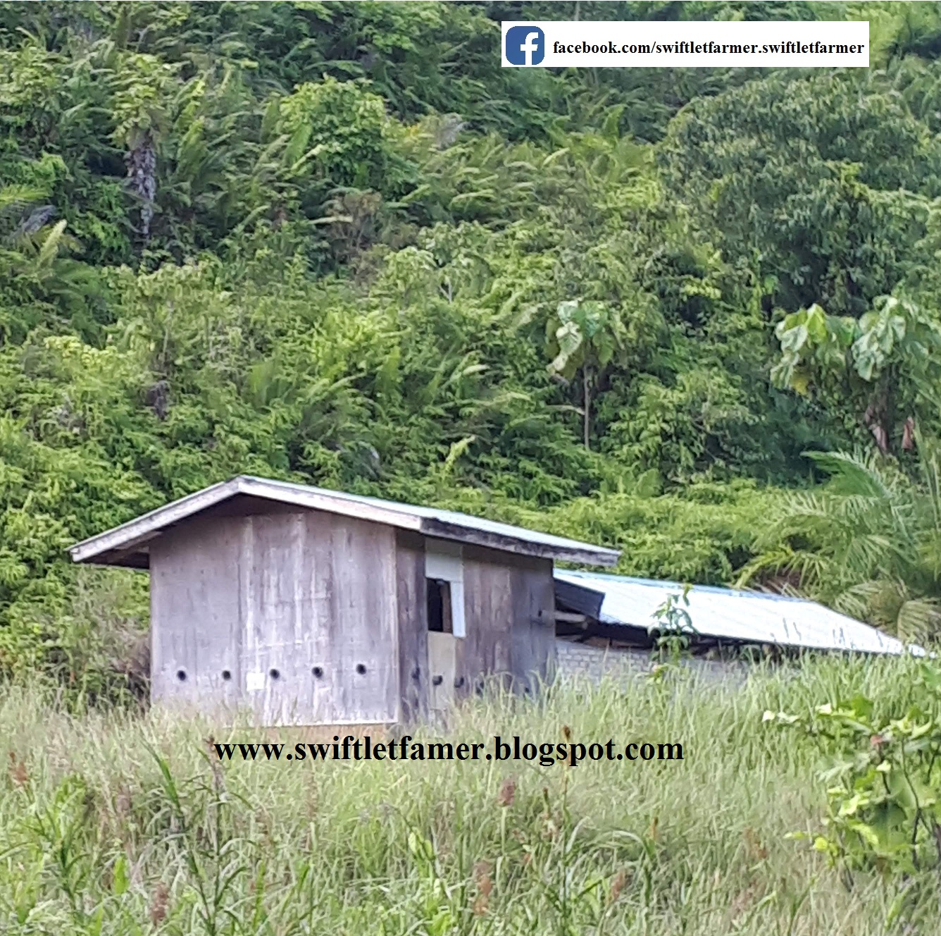 Swiftlet Farming : Swiftlets Farming Equipments, Edible Birds Nest and ...