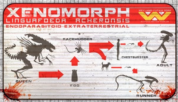 Alien Xenomorph Life Cycle