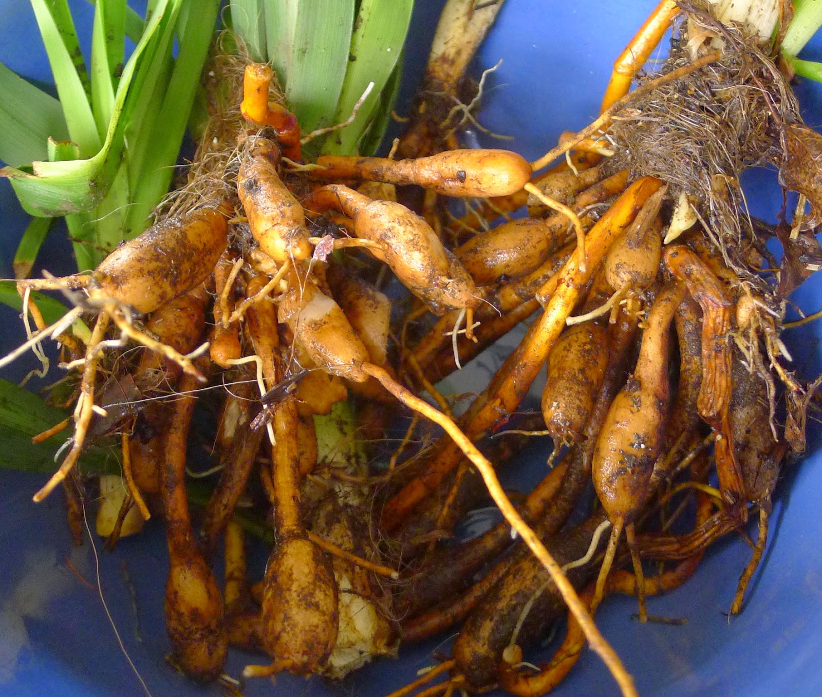 Edible Bulbs And Tubers at Lula Hurst blog