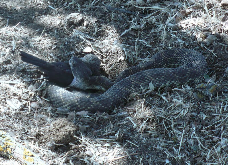 Ophidiophilia: Rattlesnake Research at Cal Poly
