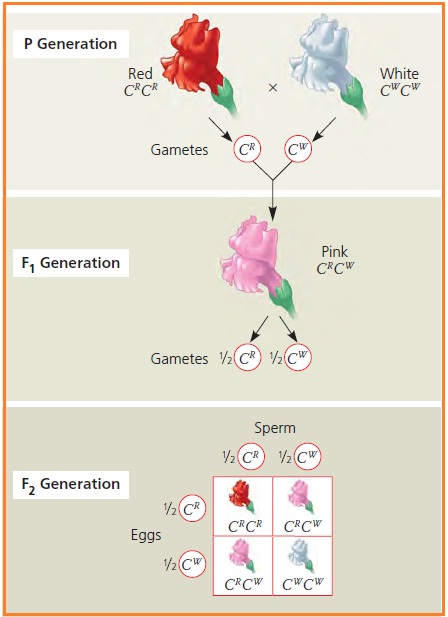 HUKUM SEMU MENDEL ESSAY - Biology Page