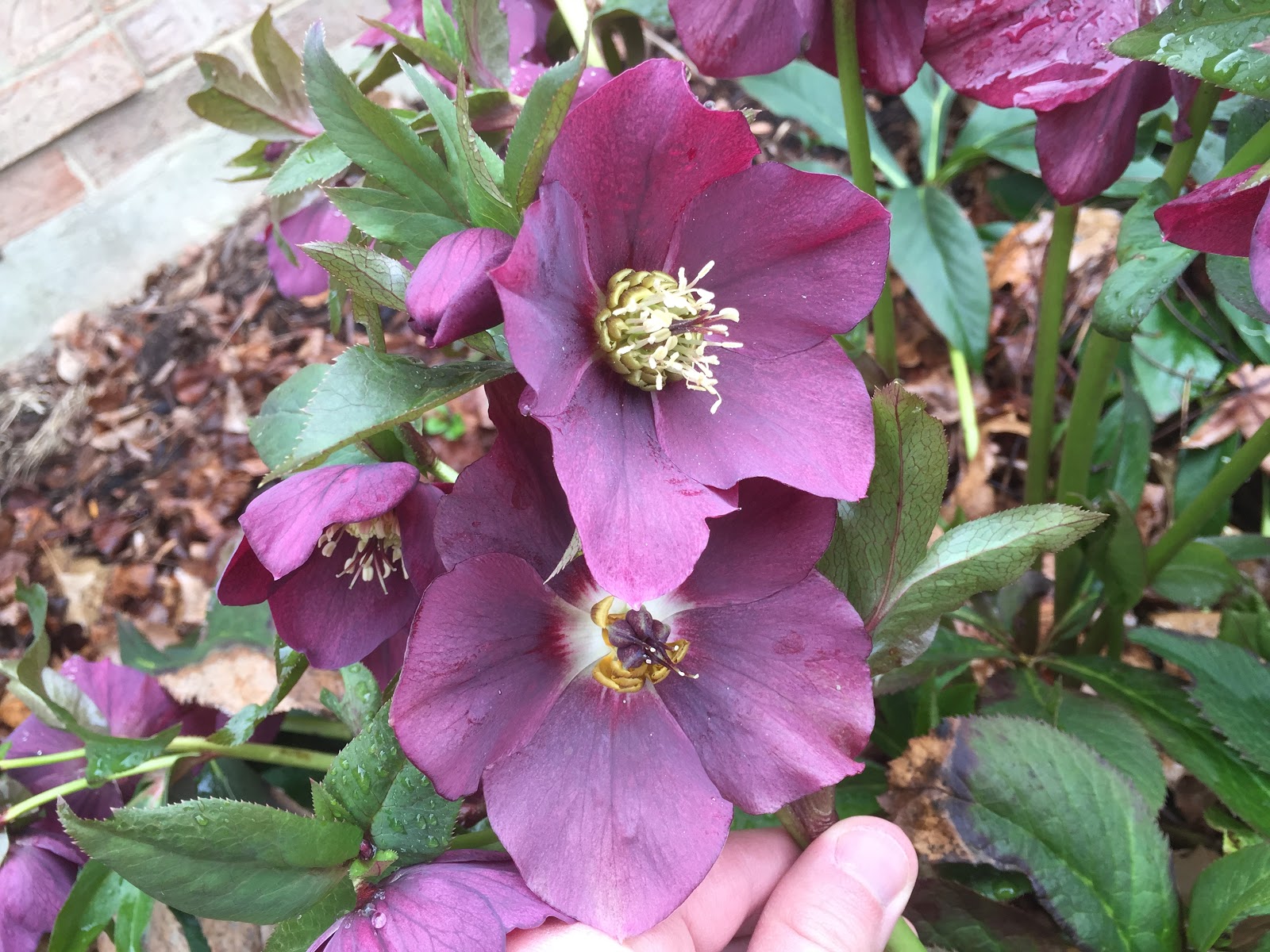 My Parents' Early Spring Yard Featuring Helleborus et al. [Backyard ...