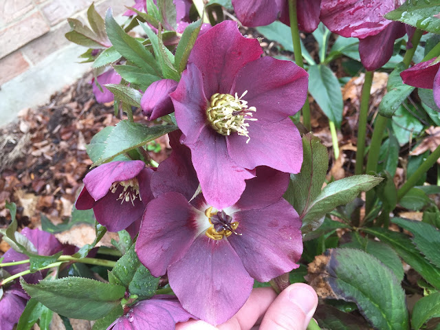 My Parents' Early Spring Yard Featuring Helleborus et al. [Backyard ...