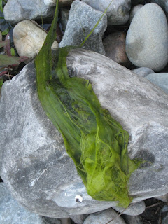 From the Pondlady's Pad: string algae