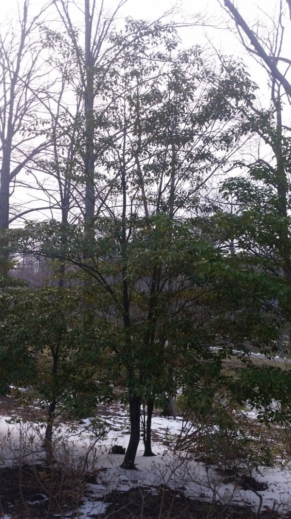 Future Plants by Randy Stewart: Wheel Tree