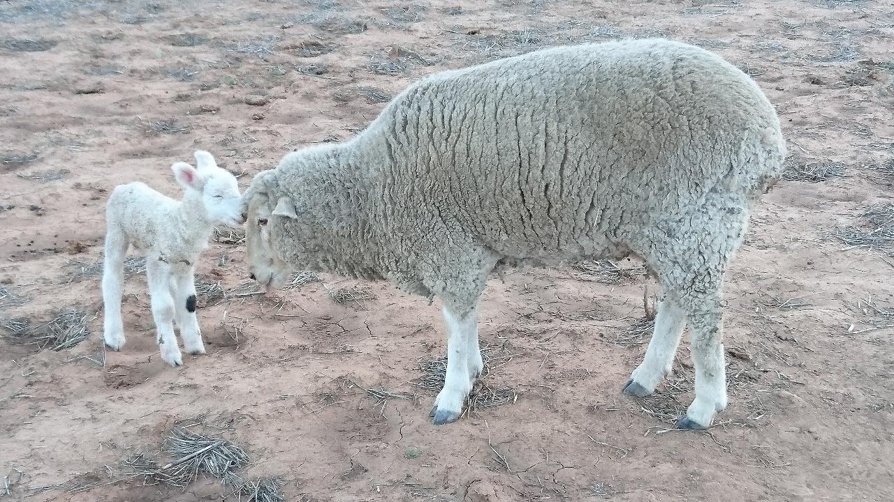 Chookyblue........: Lamby......