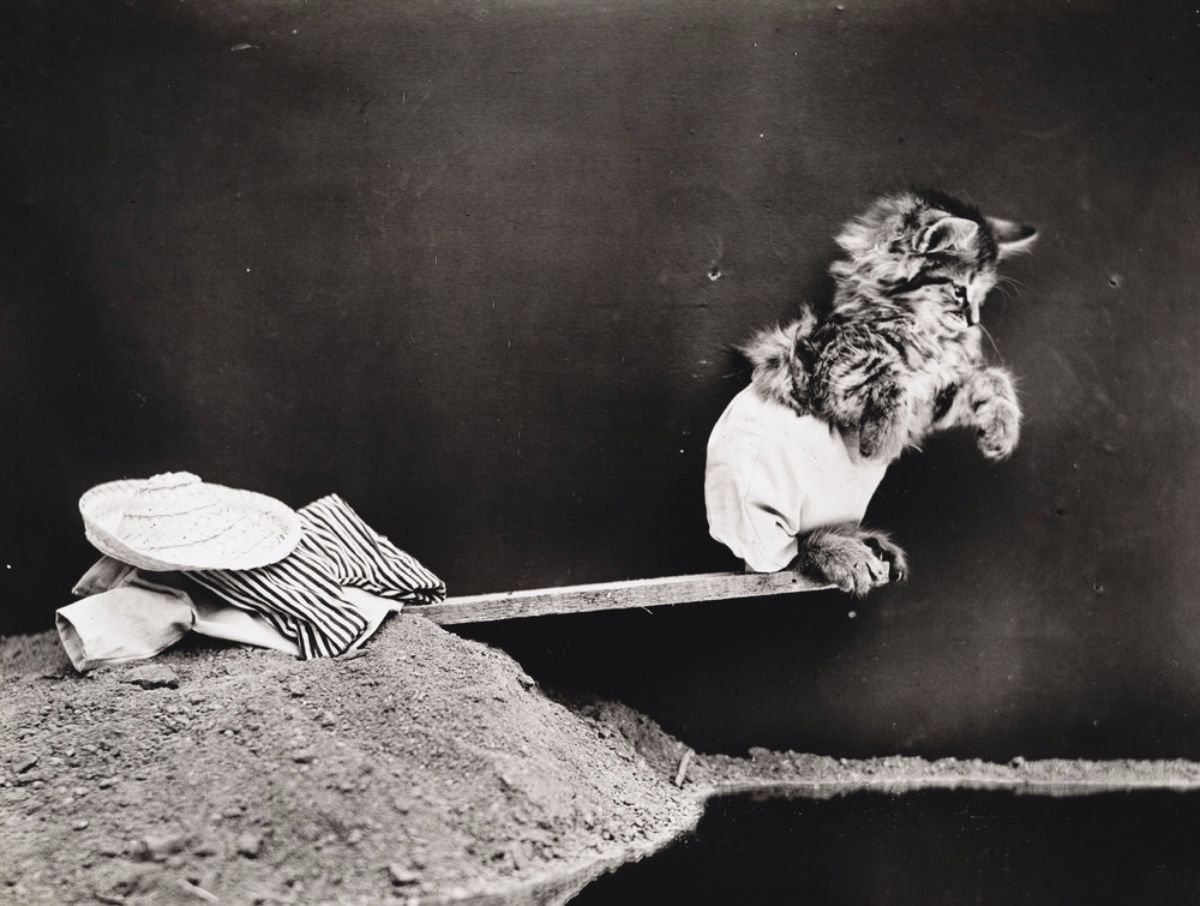 Vintage LOLcats: Adorable Old-Timey Photos of Cats Dressed As People ...