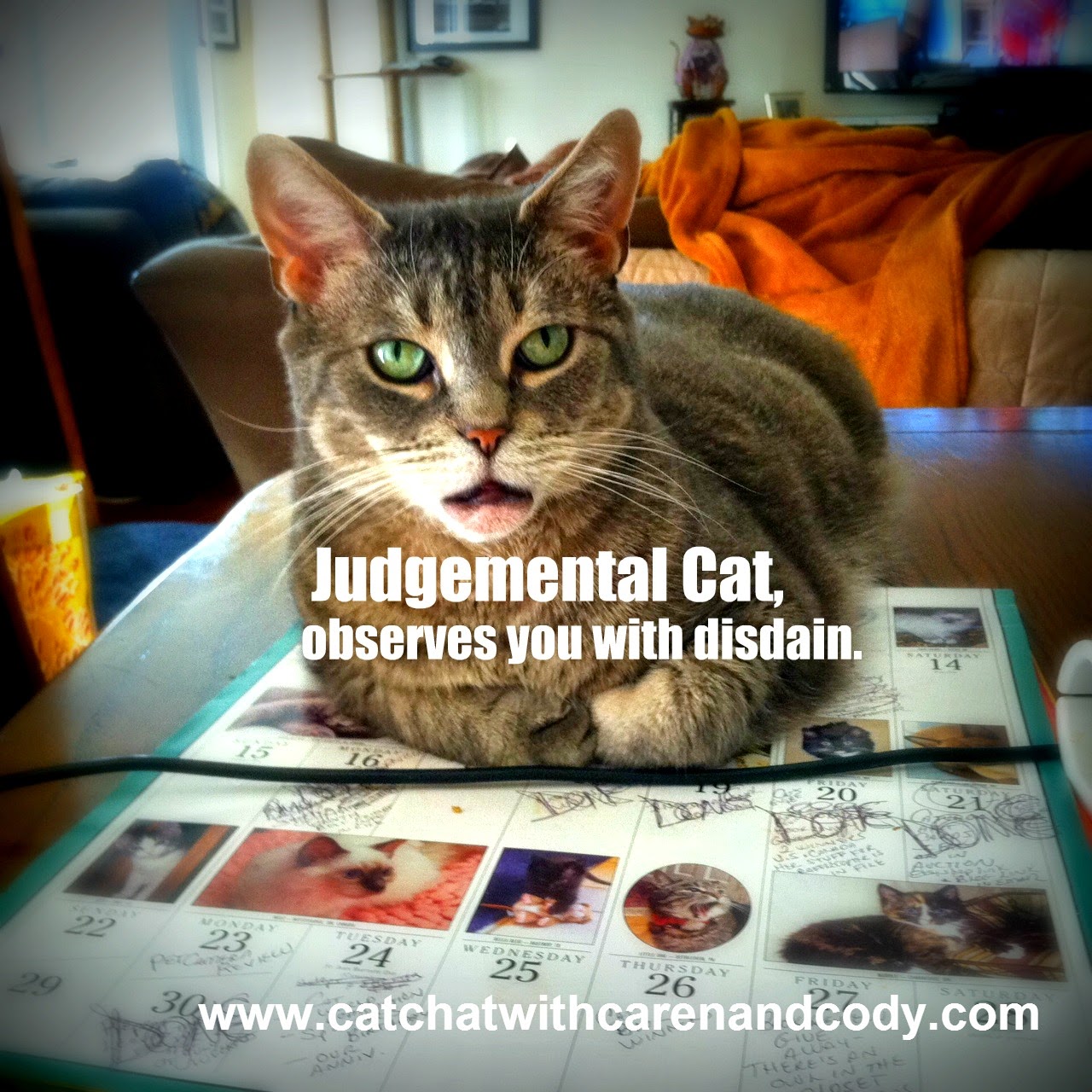 Cat and DOG Chat With Caren: 10 Ways To Show Respect For Your Cat On ...