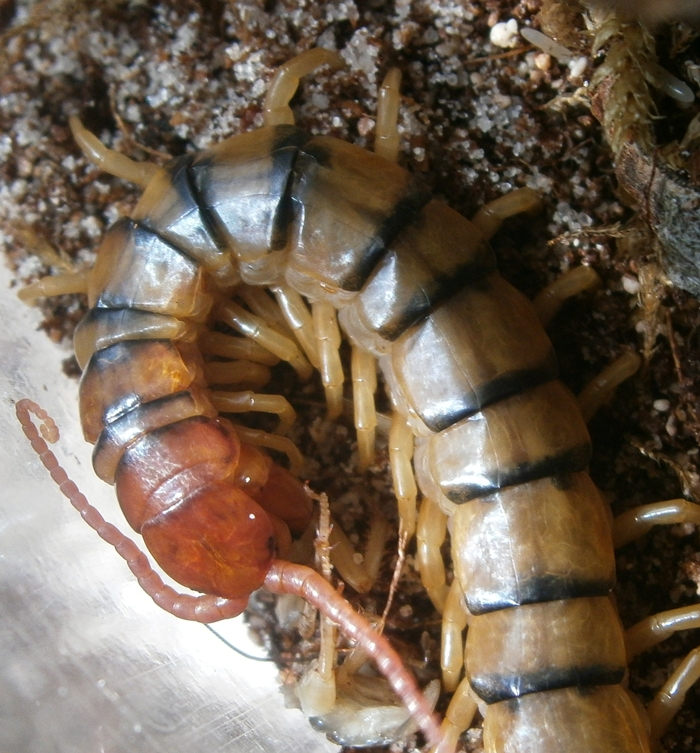 Scolopendra polymorpha "Rio Grand" | Arachnoboards