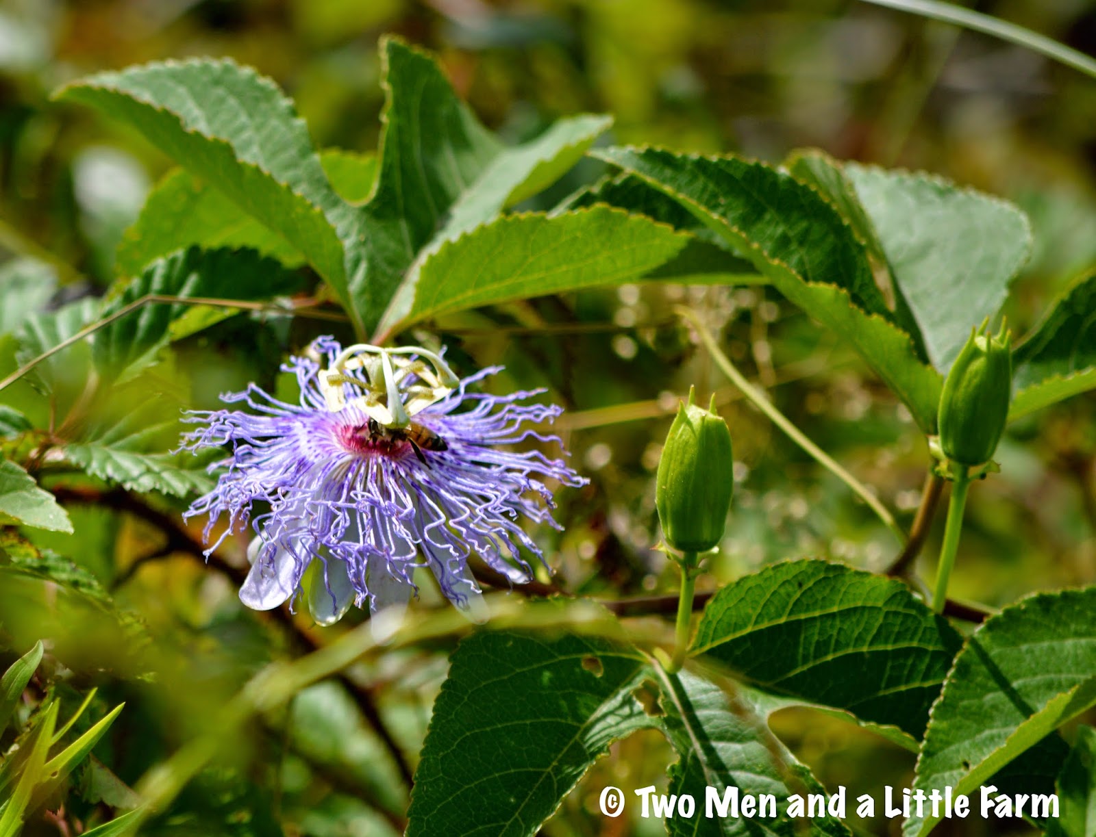 Two Men and a Little Farm: MAYPOPS GROWING WILD
