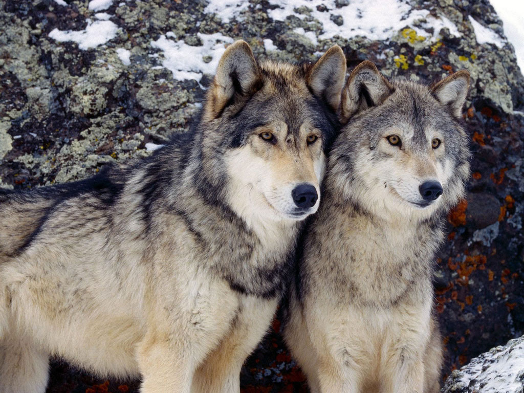 A vida e o mundo: Lobos A vida e o mundo: Lobos