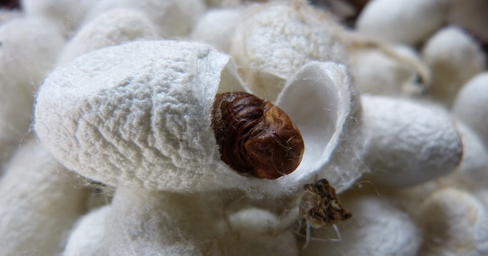 What is Degumming of Raw Silk? | Textile Points