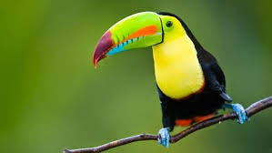 Megadiversidad en Mexico