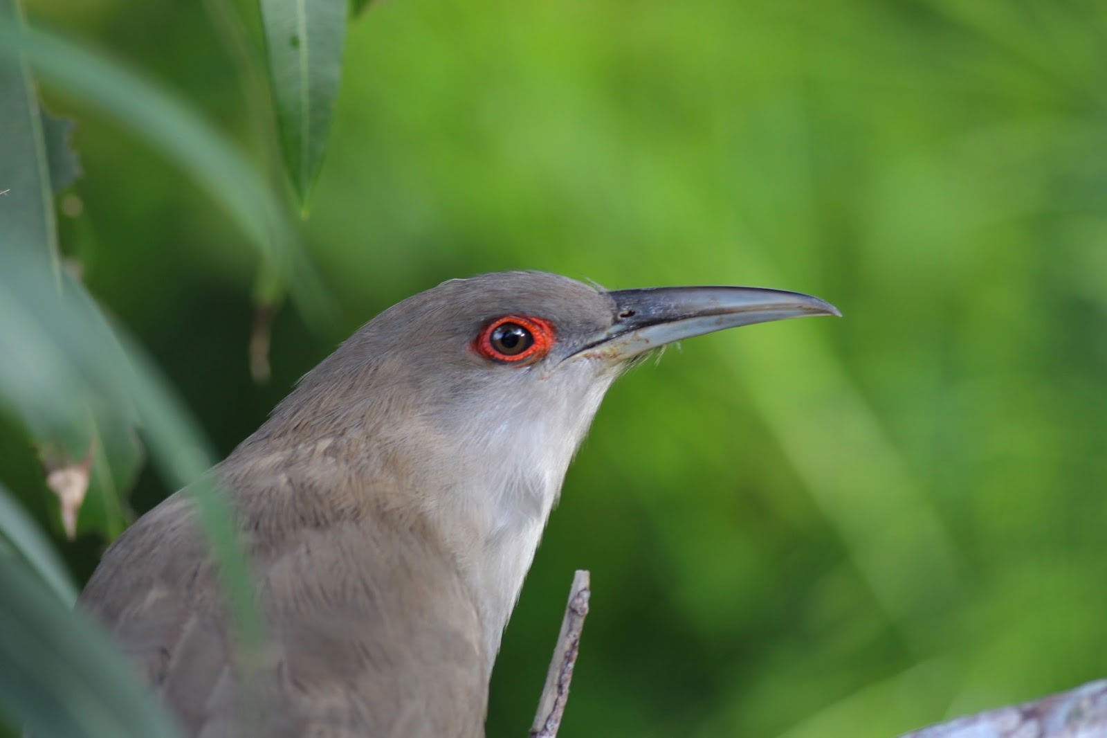 Photographicbirdlistomania: Calypso Birds
