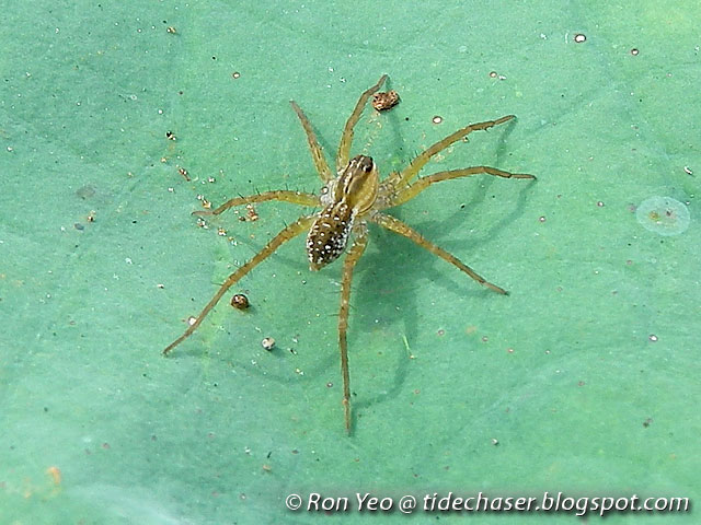 tHE tiDE cHAsER: Spiders, Scorpions & Other Arachnids (Phylum ...