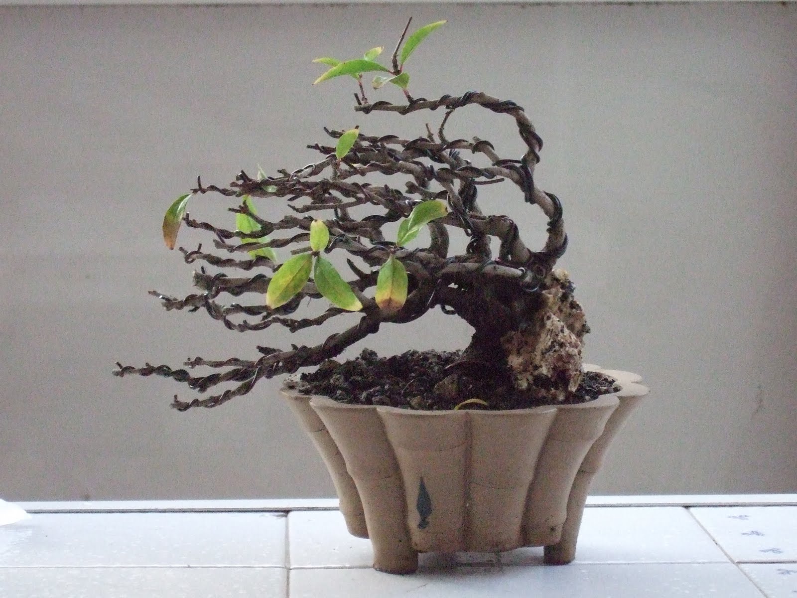 BONSAI PALMA