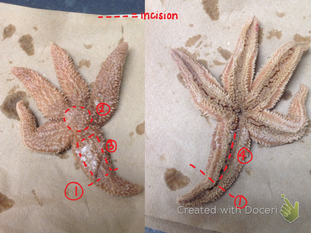 Bio Nerds: HOW TO: Dissect a Starfish