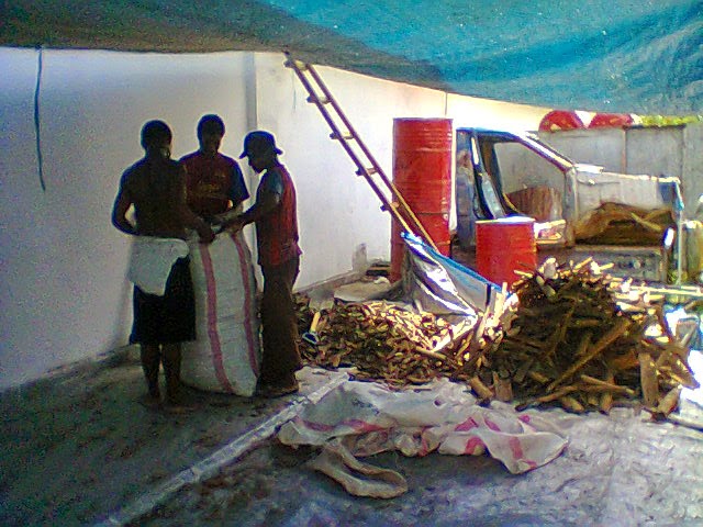 Ransun Group: PROSES PENGERINGAN KULIT KAYU MASSOIA (MASOHI) OLEH CV ...