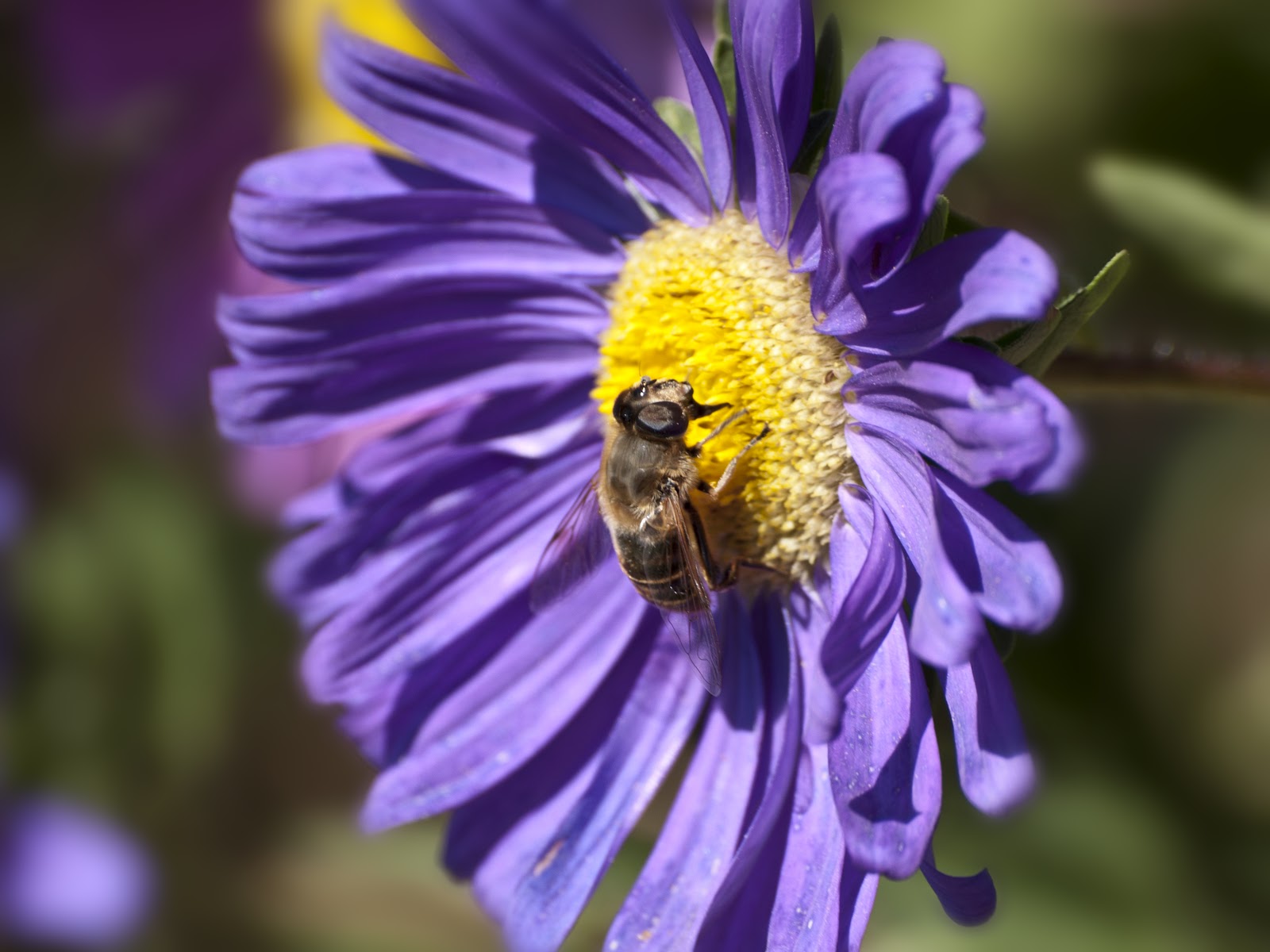 Cousas Cousiñas: FROR E AVESPA OU AVESPA E FROR