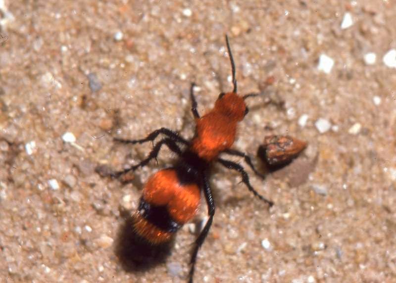 Amazing Animals Pictures: The Red Velvet Ant or Eastern Velvet Ant or ...