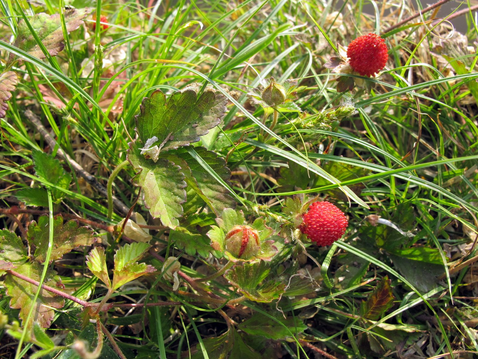 FLORA NEL SALENTO e.. anche altrove: Potentilla indica (Andrews) Th ...