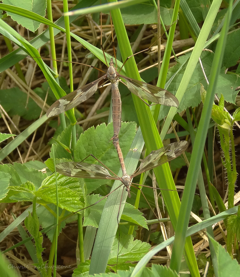 Chwile zaChwycone: Komarnice i amory