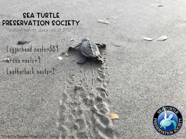 Nesting Survey Update 9/1/17 – Sea Turtle Preservation Society
