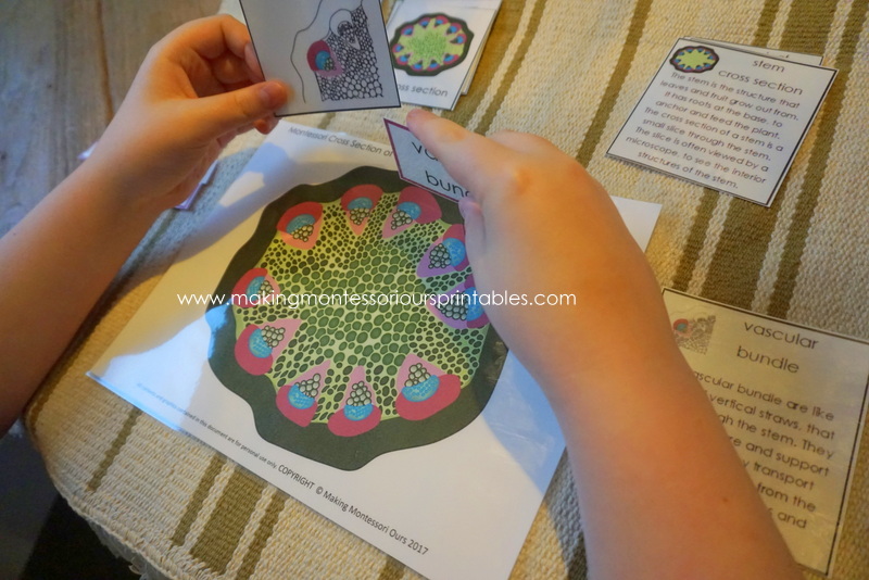 Stem Cross Sections & Plant Study, Montessori Botany at Home - "Making ...
