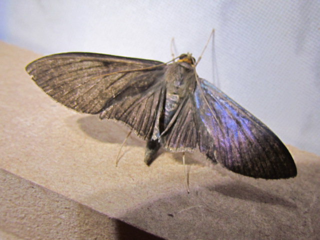 Colombia más que biodiversidad: algunos insectos