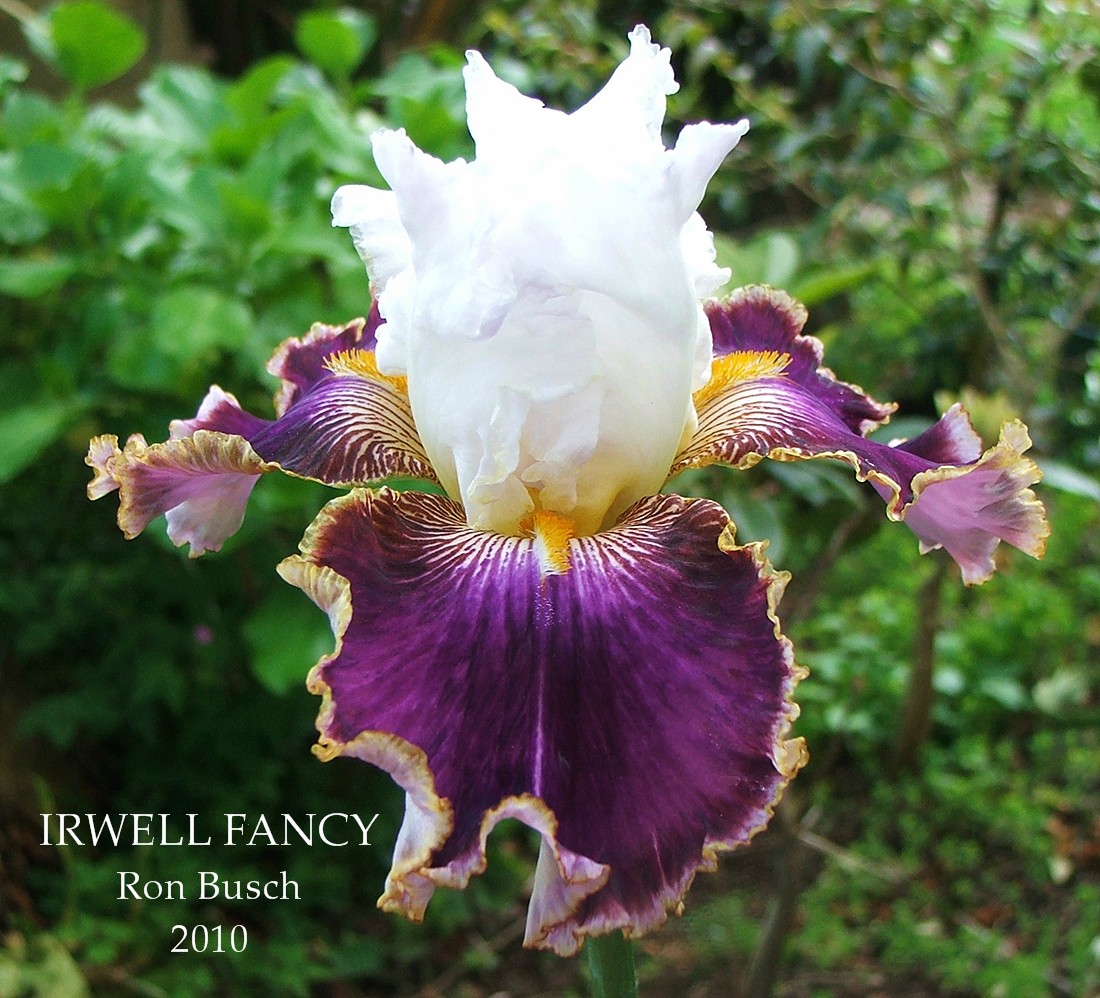 New Zealand Tall Bearded Iris IRWELL FANCY ~ HERITAGE IRISES