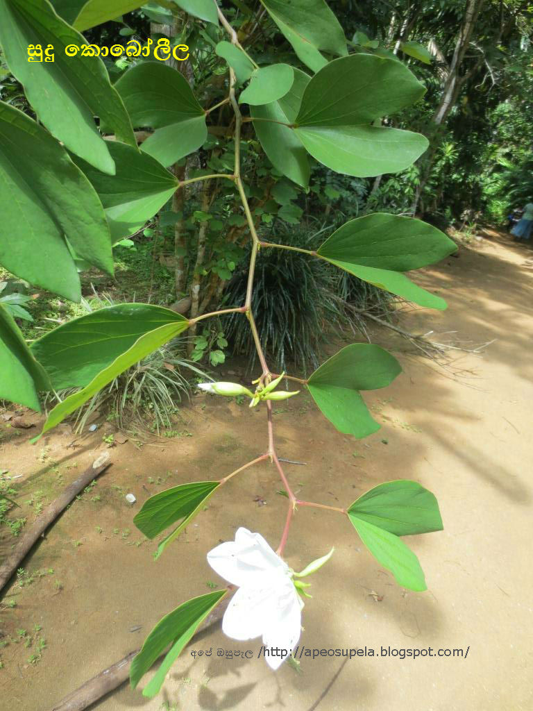 කොබෝලීල [Koboleela] (Bauhinia sp.) ~ අපේ ඔසුපැළ Medicinal Plants of Sri ...