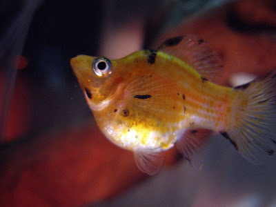 Shamudra Bilash: Sword Tail & Molly Fish