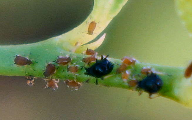 Foto Blog Puerto Rico: Fotos de Insectos en Puerto Rico