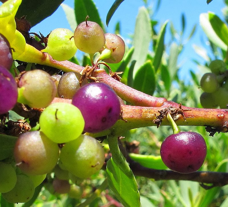 Esperance Wildflowers: Myoporum insulare - Boobialla