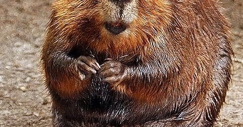 La Rioja Natural: Castór europeo