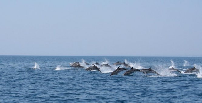 CLASA NOASTRĂ: 25 septembrie .- Ziua Internationala a mediului marin