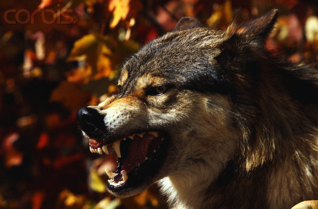 White Wolf : Tails high, stand tall and snarl: Fascinating pictures of ...