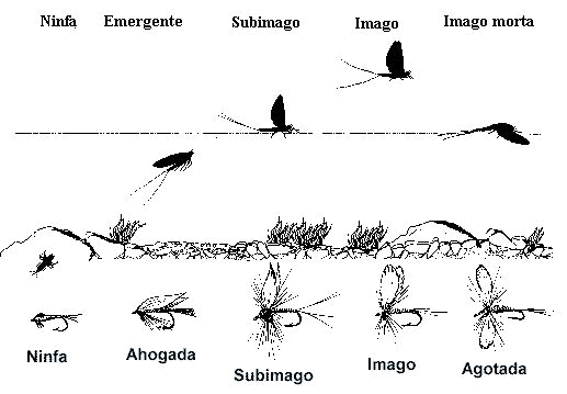 Río Negro Fly Cast: Ciclo de vida de los insectos