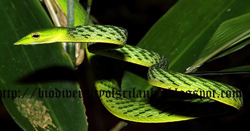 Biodiversity of Sri Lanka: ඇහැටුල්ලා[Ahatulla]/ Green vine snake ...