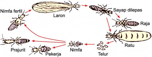 Siklus Hidup Rayap - RUANG PERTANIAN