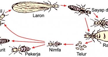 Siklus Hidup Rayap - RUANG PERTANIAN