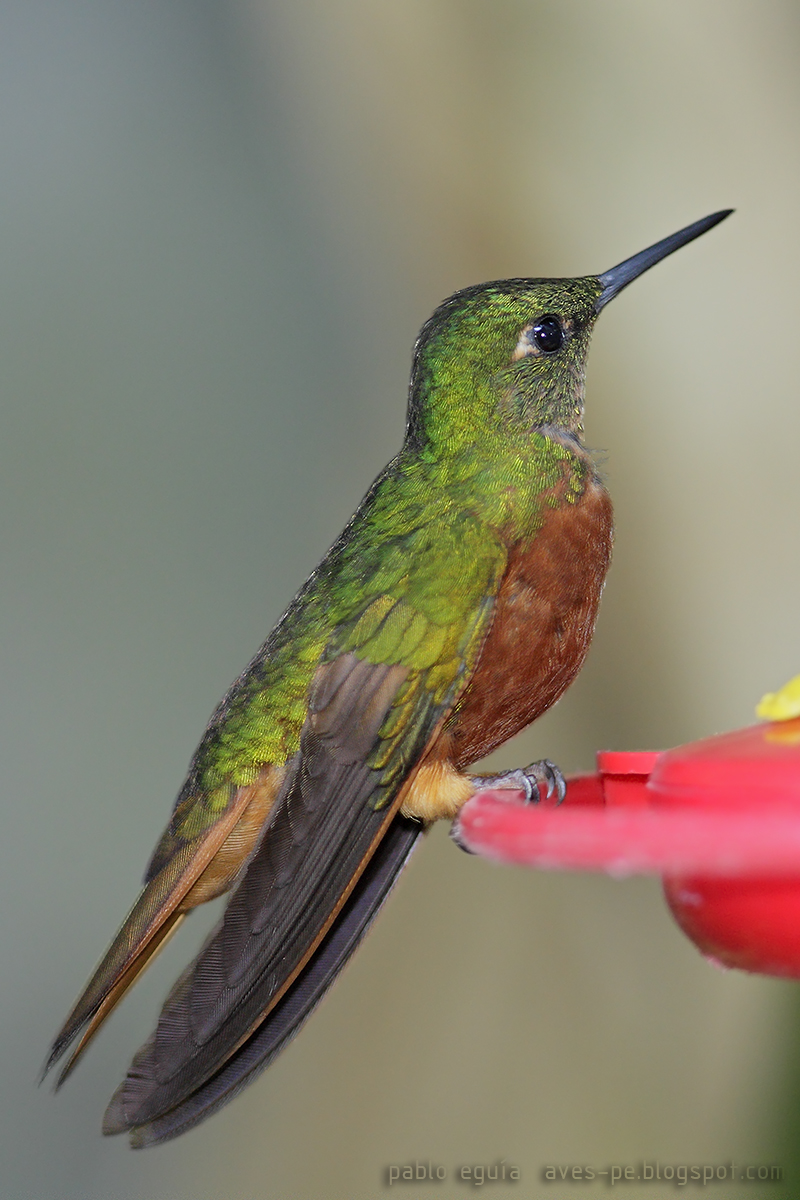 Colibri Pantalon Cobrizo Eriocnemis