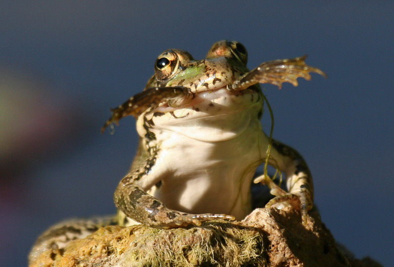 Desde las gavetas de mi escritorio: Canibalismo en el mundo animal