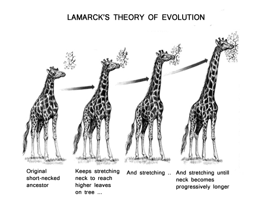 Charles Darwin’s influences on the Theory of Evolution