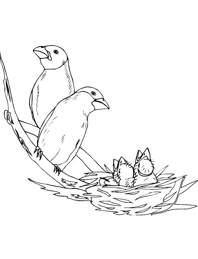 Kids Page: - Birds-Nest- - -for-kids-1661 COLORING WS Coloring Pages