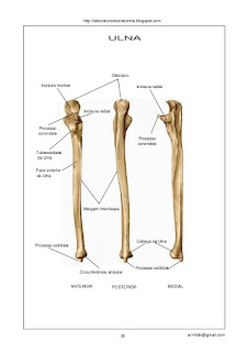 Ulna