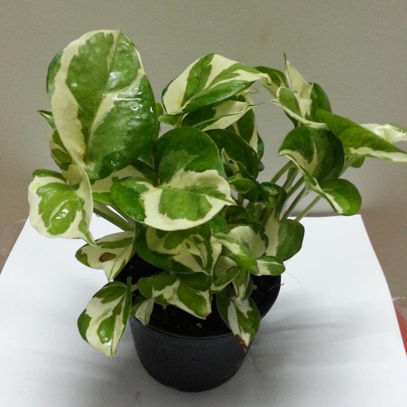 Inilah 10 Tanaman Anti Polusi Udara - SERBA SERBI DAN ILMU