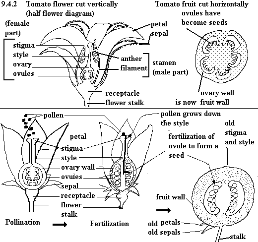 science(biology,physics,chemistry,agriculture) ,USA education: process ...